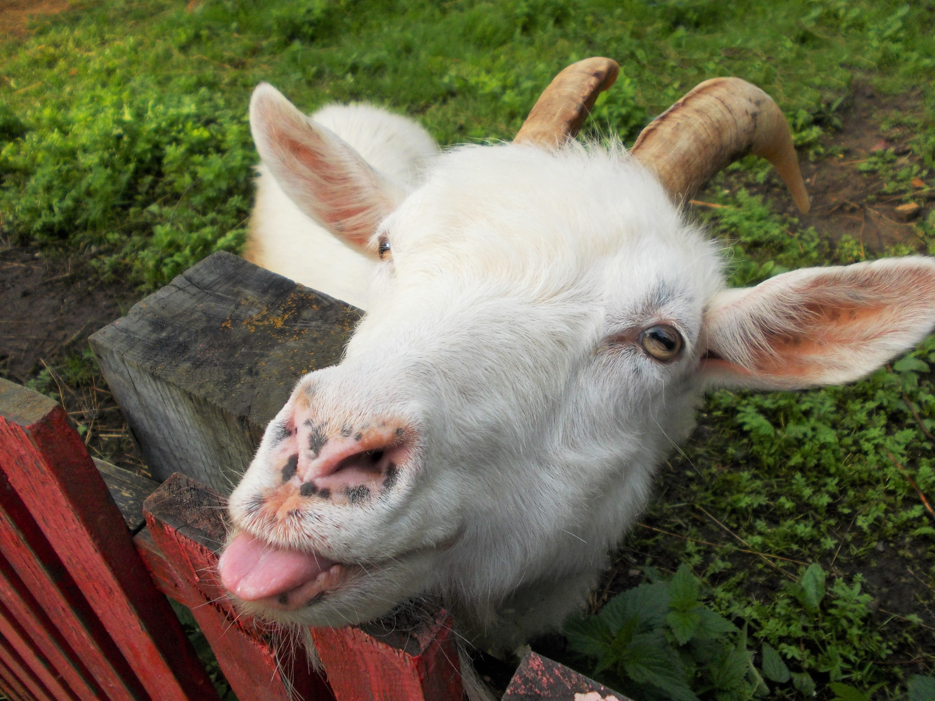 Goat Selfie Memes Funny Dwarf Goat White Cap On Stock Photo 2045676002